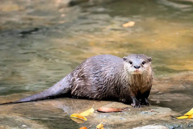 Nutria De Río » Características, Alimentación, Hábitat, Reproducción ...