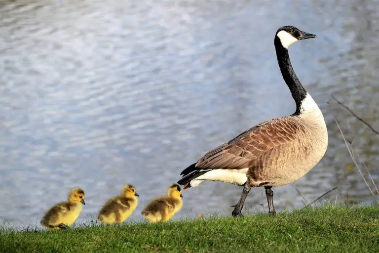 Aves Omnívoras » Características, Alimentación, Hábitat, Reproducción ...