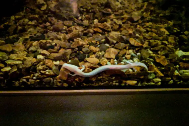 Olm » Características, Alimentación, Hábitat, Reproducción, Depredadores