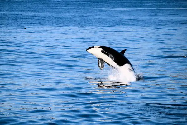 Orca » Características, Alimentación, Hábitat, Reproducción ...