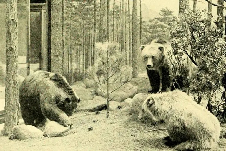 Mapache » Características, Alimentación, Hábitat, Reproducción ...