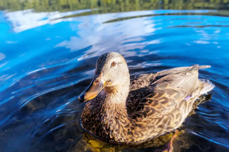 Alca Gigante » Características, Alimentación, Hábitat, Reproducción ...