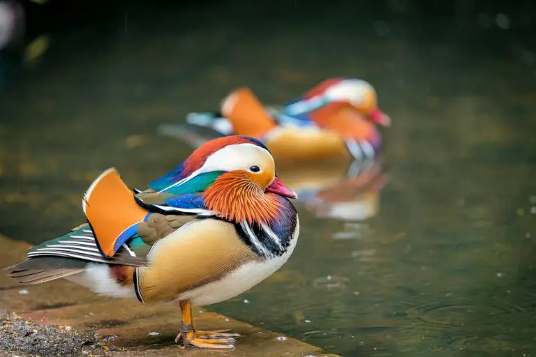 Aves Extintas » Características, Alimentación, Hábitat, Reproducción ...