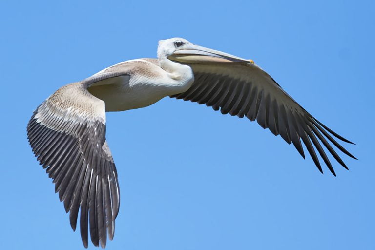 Aves Omnívoras » Características, Alimentación, Hábitat, Reproducción ...