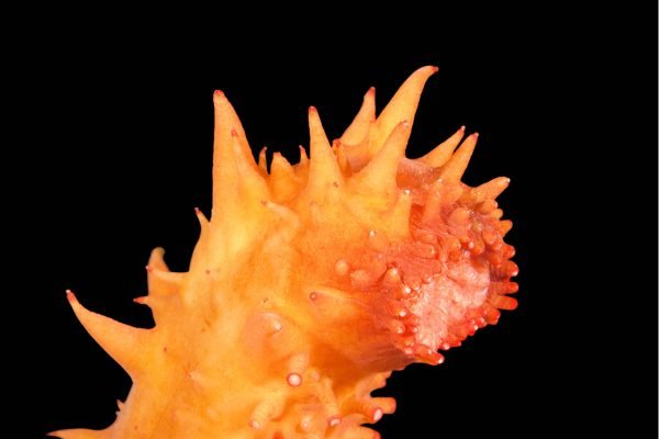 Pepino De Mar » Características, Alimentación, Hábitat, Reproducción ...