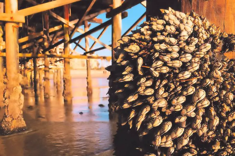 Percebe » Características, Alimentación, Hábitat, Reproducción ...