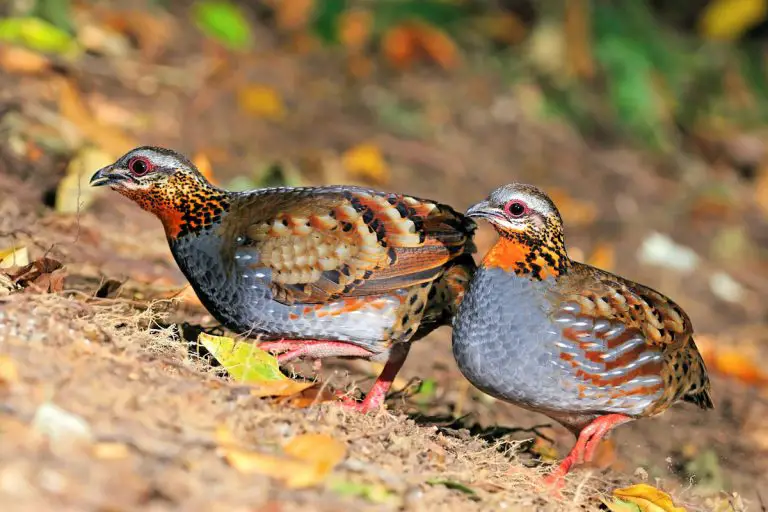 Aves Omnívoras » Características, Alimentación, Hábitat, Reproducción ...