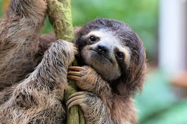 Oso » Características, Alimentación, Hábitat, Reproducción, Depredadores