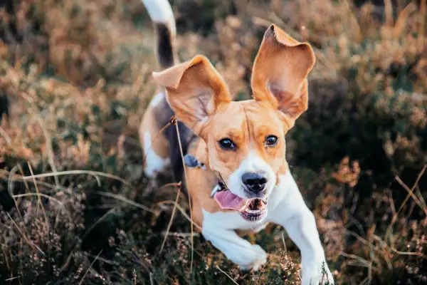 Perro » Características, Alimentación, Hábitat, Reproducción, Depredadores