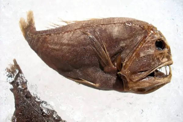 Pez Borrón » Características, Alimentación, Hábitat, Reproducción ...