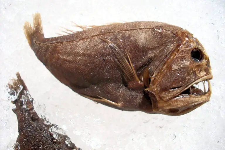 Pez Dorado » Características, Alimentación, Hábitat, Reproducción ...