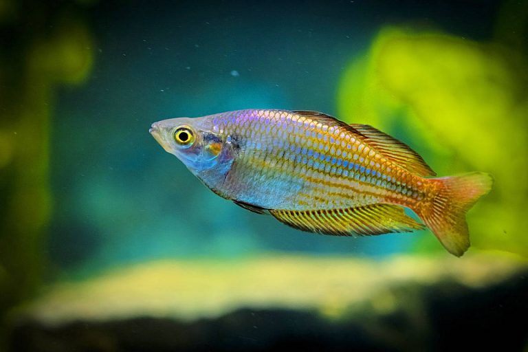 Pez Pacú » Características, Alimentación, Hábitat, Reproducción ...