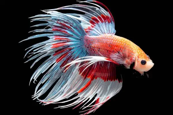 Goldfish » Características, Alimentación, Hábitat, Reproducción ... Goldfish » Características, Alimentación, Hábitat, Reproducción ...