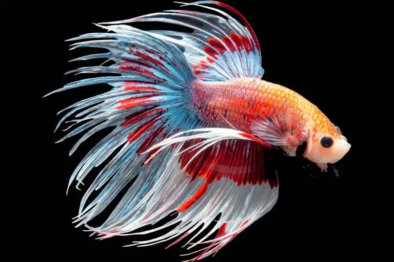 Pez Rosado » Características, Alimentación, Hábitat, Reproducción ...