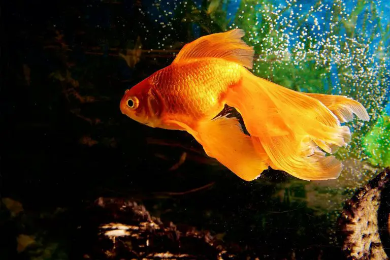 Pez Rosado » Características, Alimentación, Hábitat, Reproducción ...