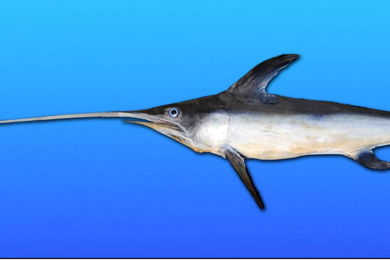 Tiburón Duende » Características, Alimentación, Hábitat, Reproducción ...