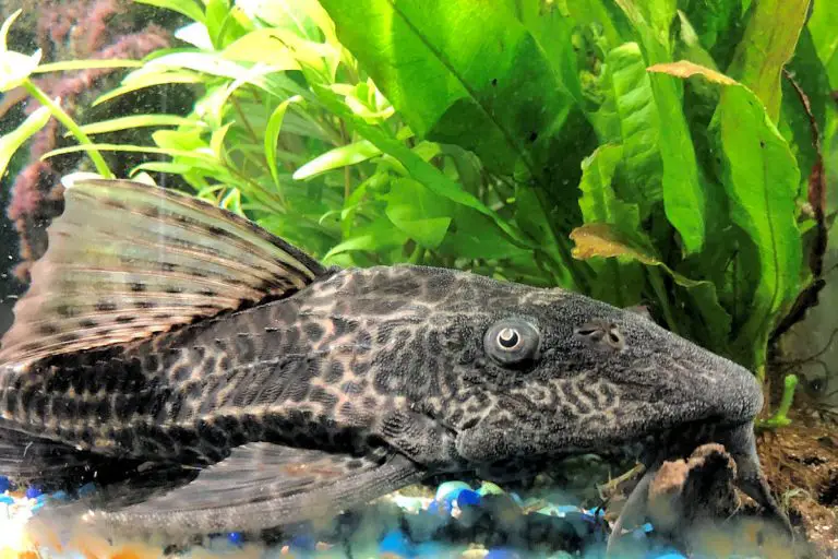 Pez Pacú » Características, Alimentación, Hábitat, Reproducción ...