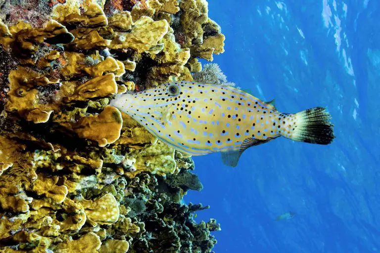 Pez Pacú » Características, Alimentación, Hábitat, Reproducción ...