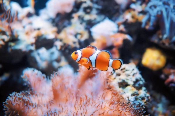 Pez Ángel » Características, Alimentación, Hábitat, Reproducción ...