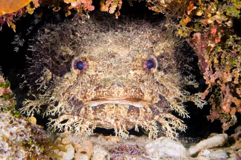 Pez Rosado » Características, Alimentación, Hábitat, Reproducción ...