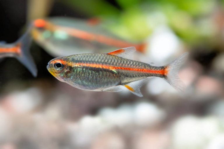 Pez Dorado » Características, Alimentación, Hábitat, Reproducción ...