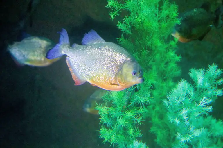 Pez Pacú » Características, Alimentación, Hábitat, Reproducción ...