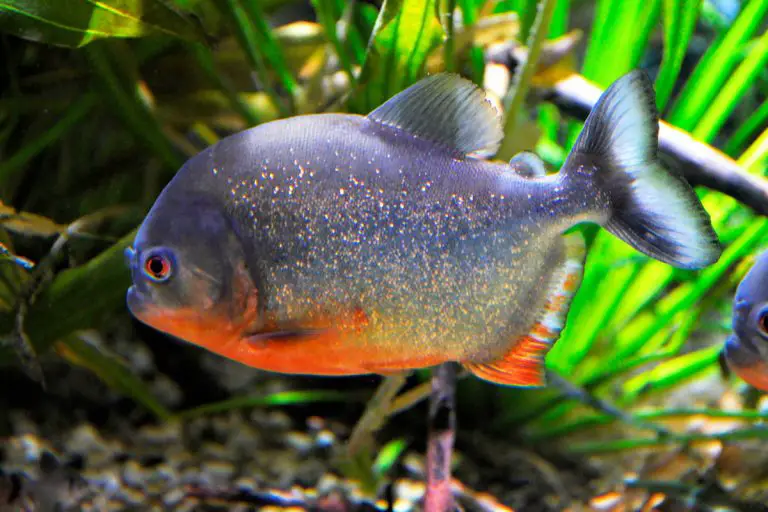 Pez Pacú » Características, Alimentación, Hábitat, Reproducción ...