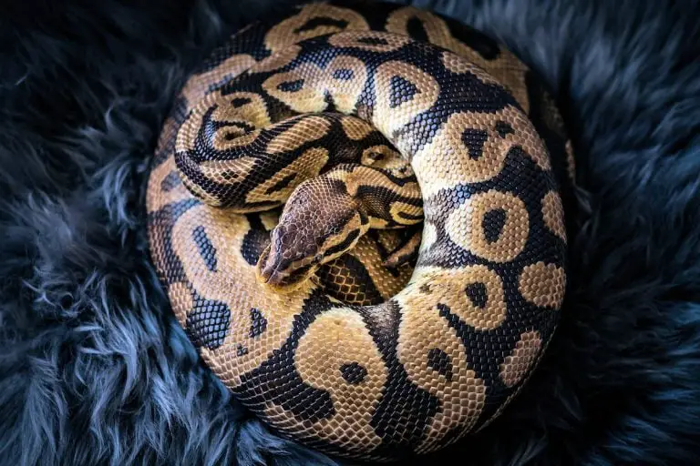 ANIMALES OVÍPAROS » Significado, Características, Clasificación Y Ejemplos