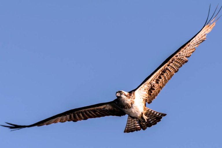 Planeadores » Características, Alimentación, Hábitat, Reproducción ...