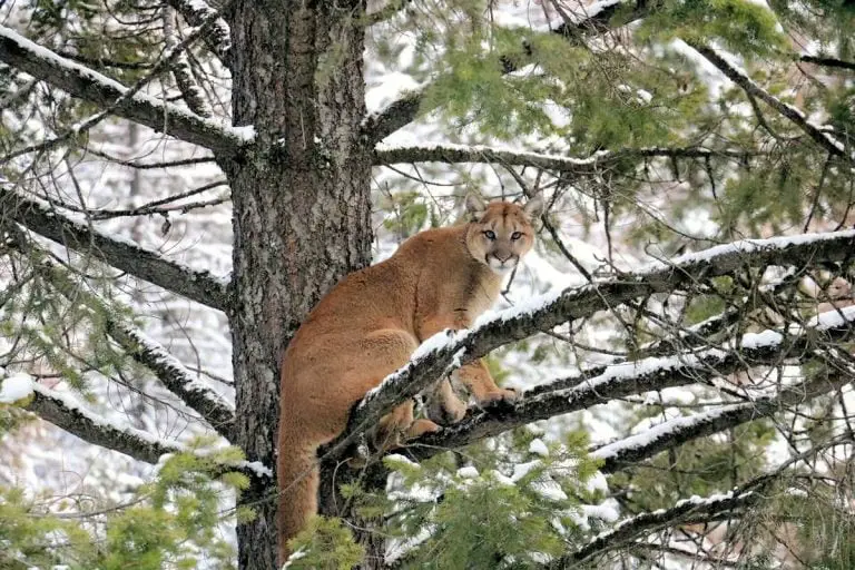 Puma » Características, Alimentación, Hábitat, Reproducción, Depredadores