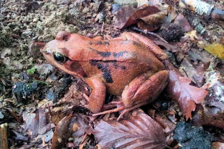 Rana De Cristal » Características, Alimentación, Hábitat, Reproducción ...