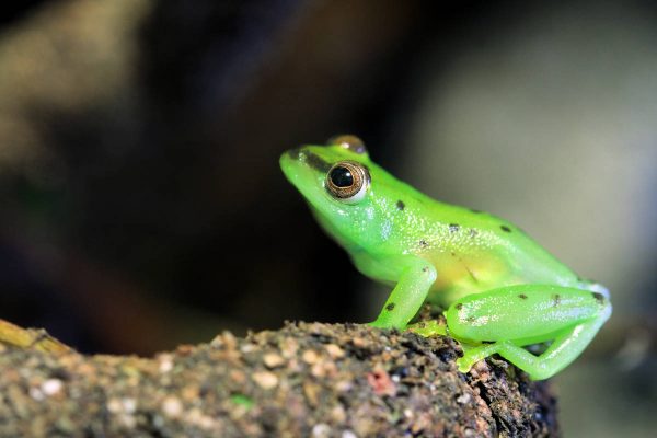 Ranas Venenosas » Características, Alimentación, Hábitat, Reproducción ...