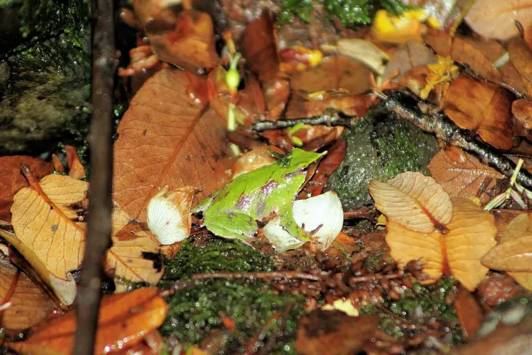 Rana De Darwin » Características, Alimentación, Hábitat, Reproducción ...