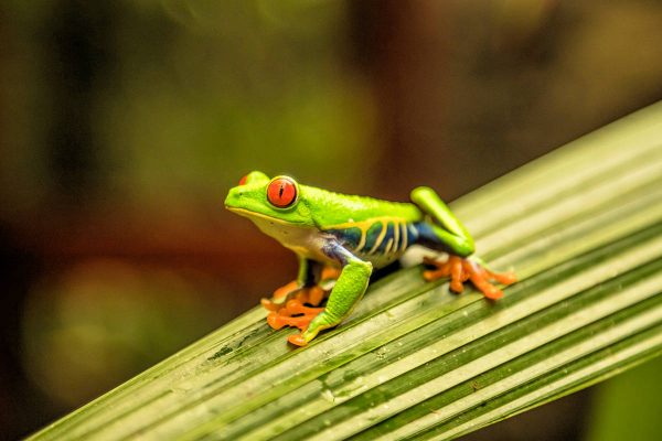 Rana De Los Ojos Rojos » Características, Alimentación, Hábitat ...