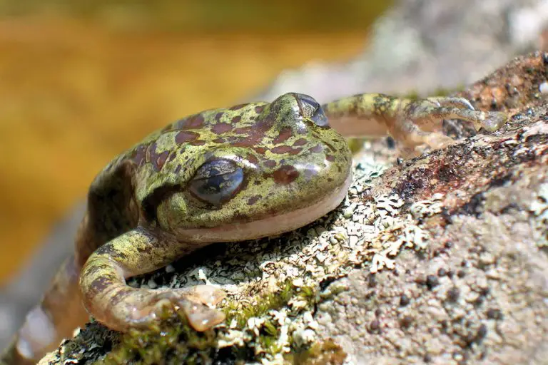 Ranas Venenosas » Características, Alimentación, Hábitat, Reproducción ...