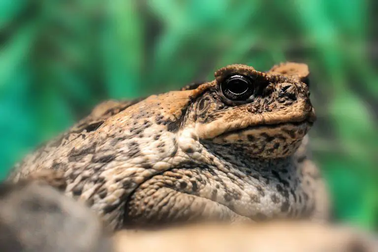 Rana De Los Ojos Rojos » Características, Alimentación, Hábitat ...