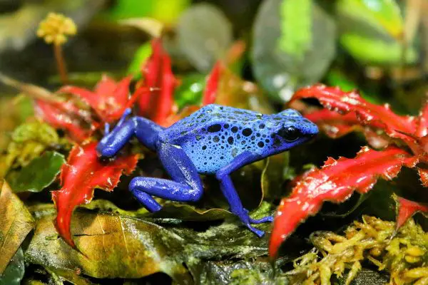 Rana Flecha Azul » Características, Alimentación, Hábitat, Reproducción, Depredadores