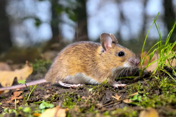 Ratón » Características, Alimentación, Hábitat, Reproducción, Depredadores