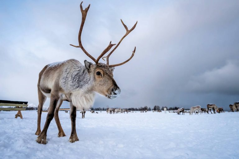 Reno » Características, Alimentación, Hábitat, Reproducción, Depredadores