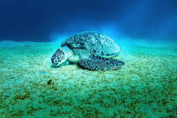 ANIMALES MARINOS MÁS RAROS » Curiosas Y Singulares Especies