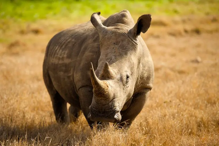 Zorro Del Desierto » Características, Alimentación, Hábitat ...