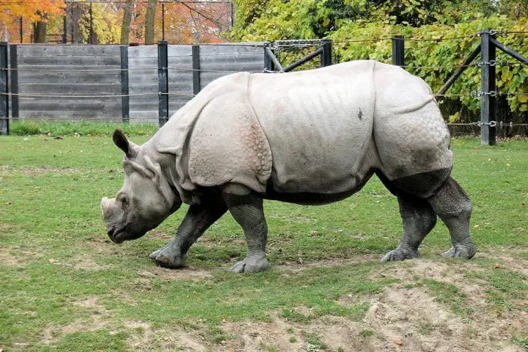 Rinoceronte De Java » Características, Alimentación, Hábitat, Reproducción, Depredadores