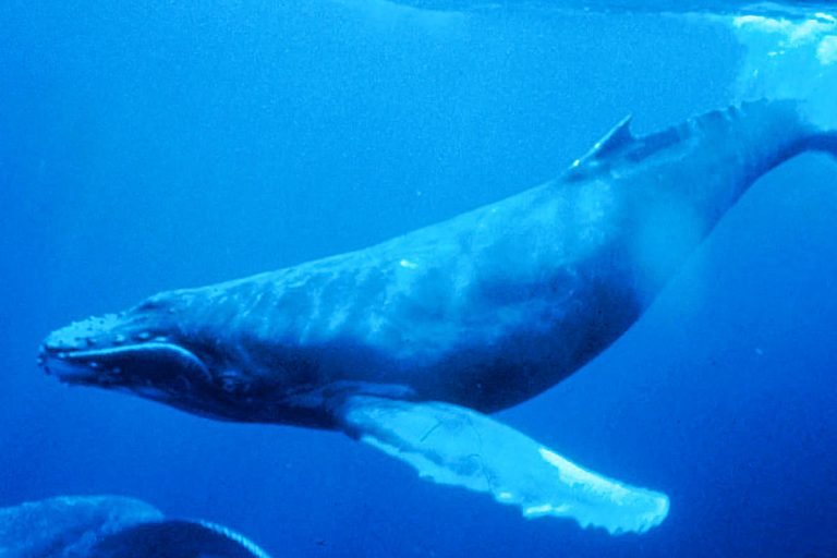 Rorcual » Características, Alimentación, Hábitat, Reproducción ...