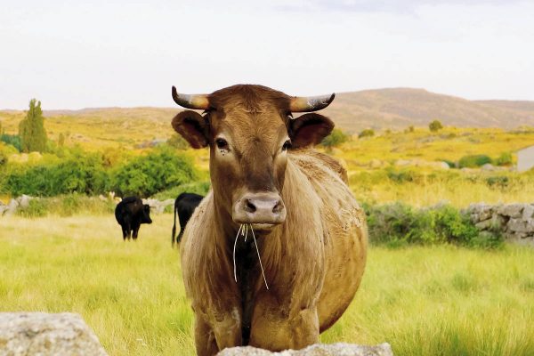 Rumiantes » Características, Alimentación, Hábitat, Reproducción ...