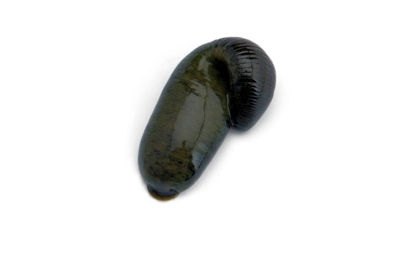 Sanguijuela » Características, Alimentación, Hábitat, Reproducción ...