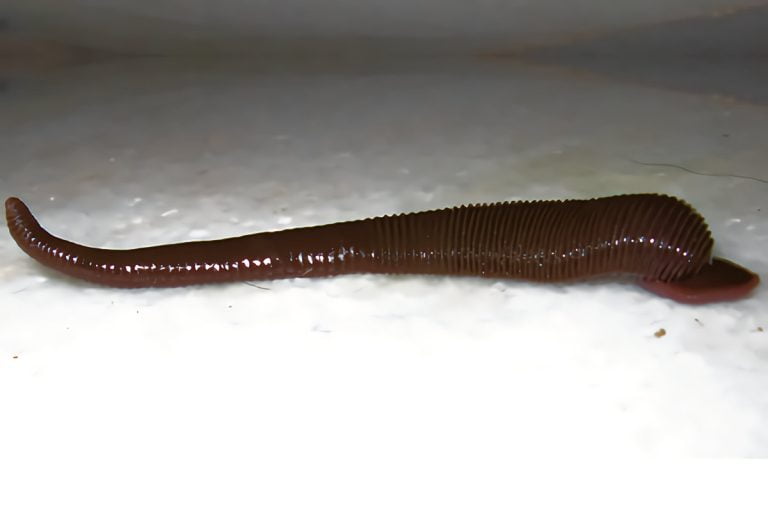 Sanguijuela Rex » Características, Alimentación, Hábitat, Reproducción ...