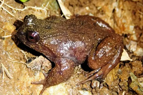 Sapo Gigante » Características, Alimentación, Hábitat, Reproducción ...