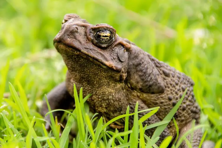 Sapo Simpson » Características, Alimentación, Hábitat, Reproducción ...