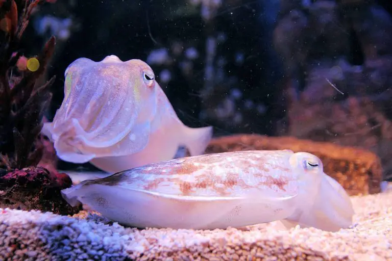 Sepia » Características, Alimentación, Hábitat, Reproducción, Depredadores