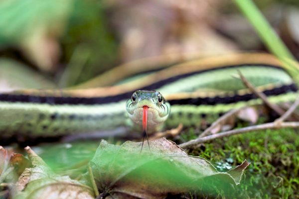 Serpiente Marina » Características, Alimentación, Hábitat, Reproducción ...